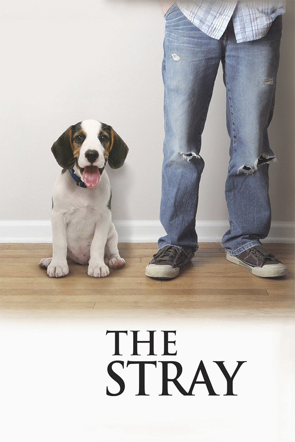 The Stray - Movie Reviews