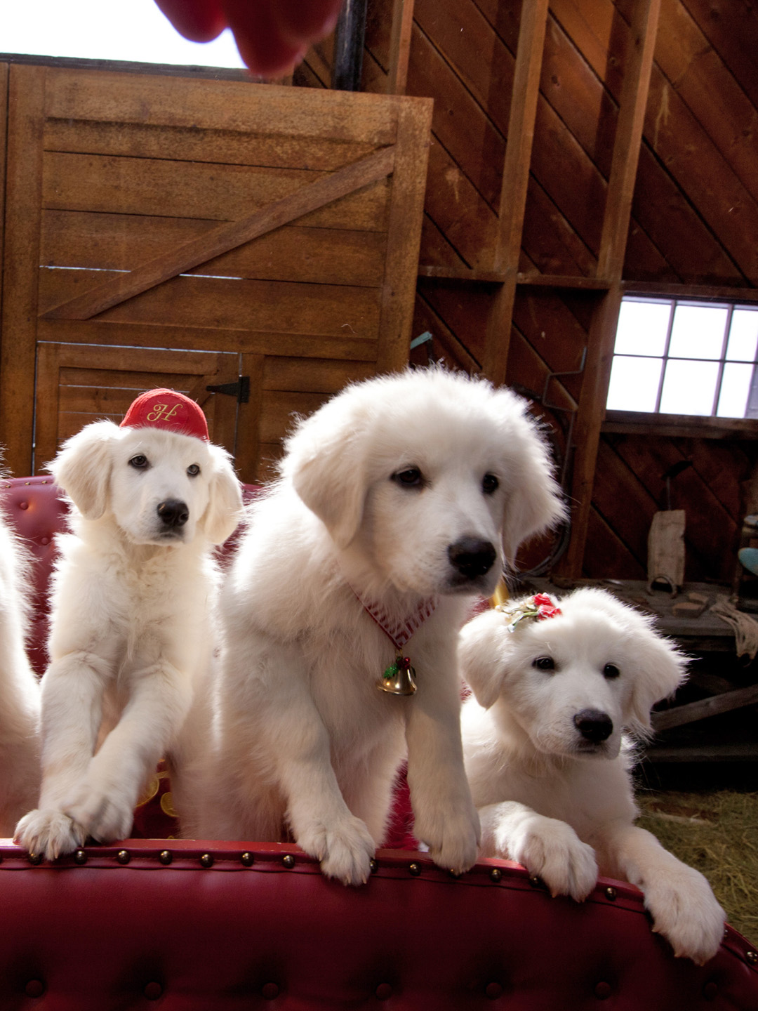 Kaitlyn Maher Santa Paws 2