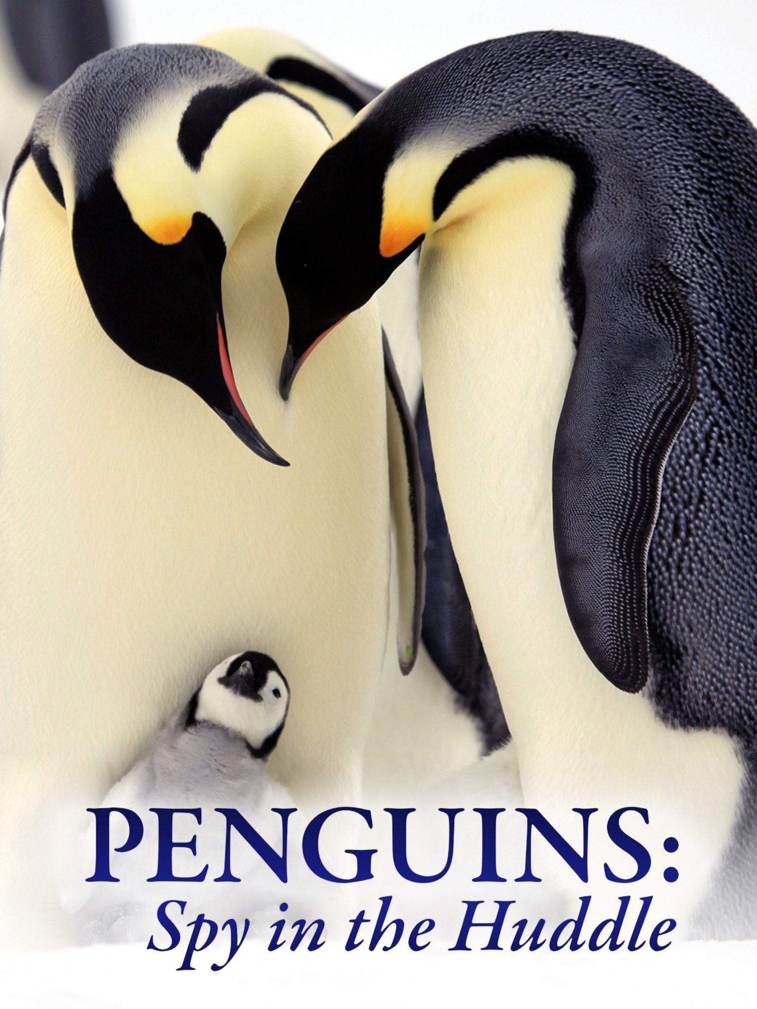 Penguins: Spy in the Huddle - Rotten Tomatoes