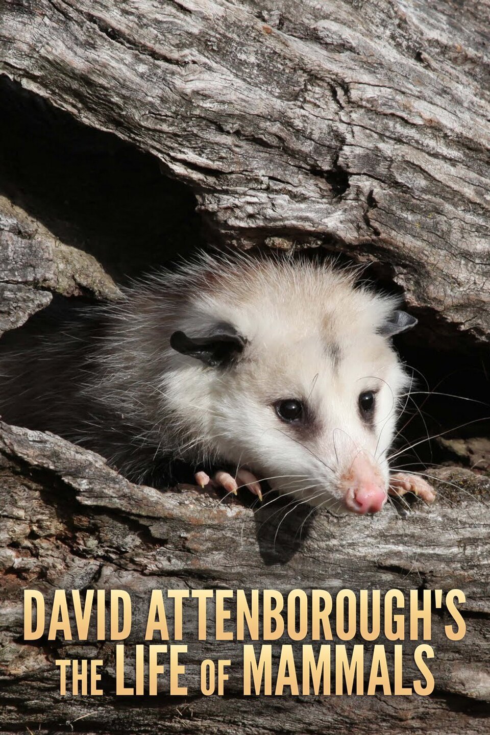 David Attenborough's The Life of Mammals - Rotten Tomatoes